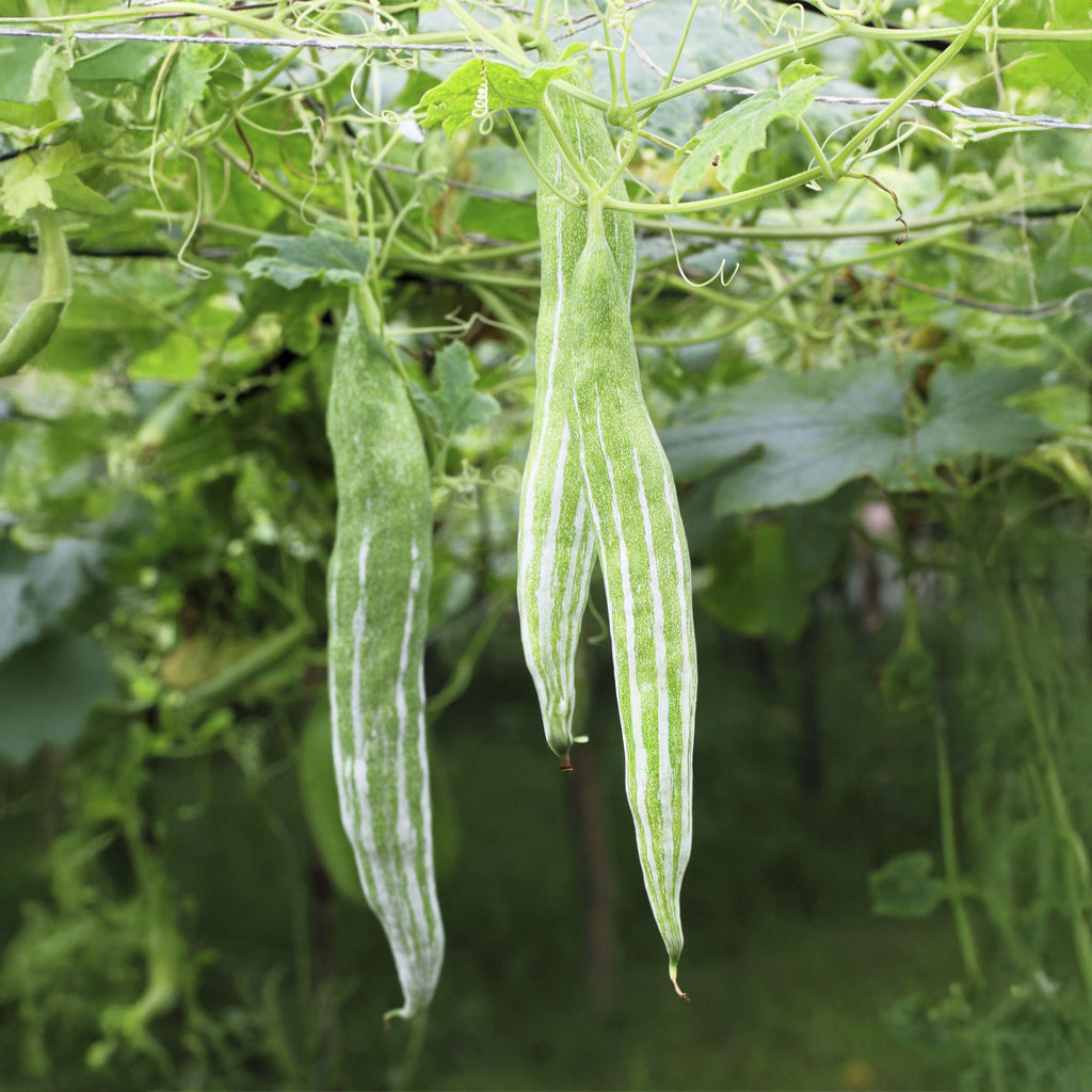 Fresh Snake Gourd Online Singapore | Buy Fresh Snake Gourd Online ...