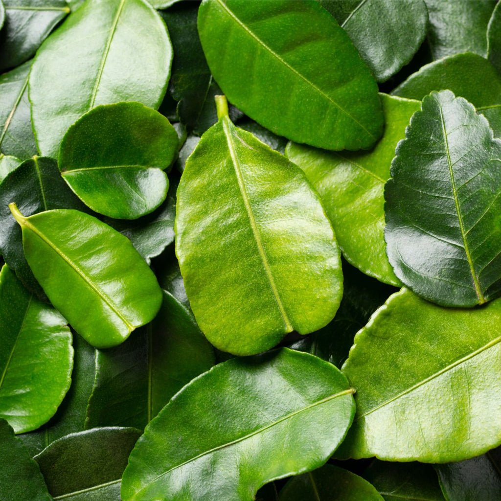 Fresh Lime Leaves (Daun Limau) - 50 g