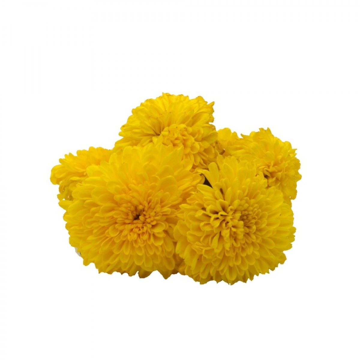 Fresh Yellow Chrysanthemum (Samandhi) Pooja Flower - 200 g